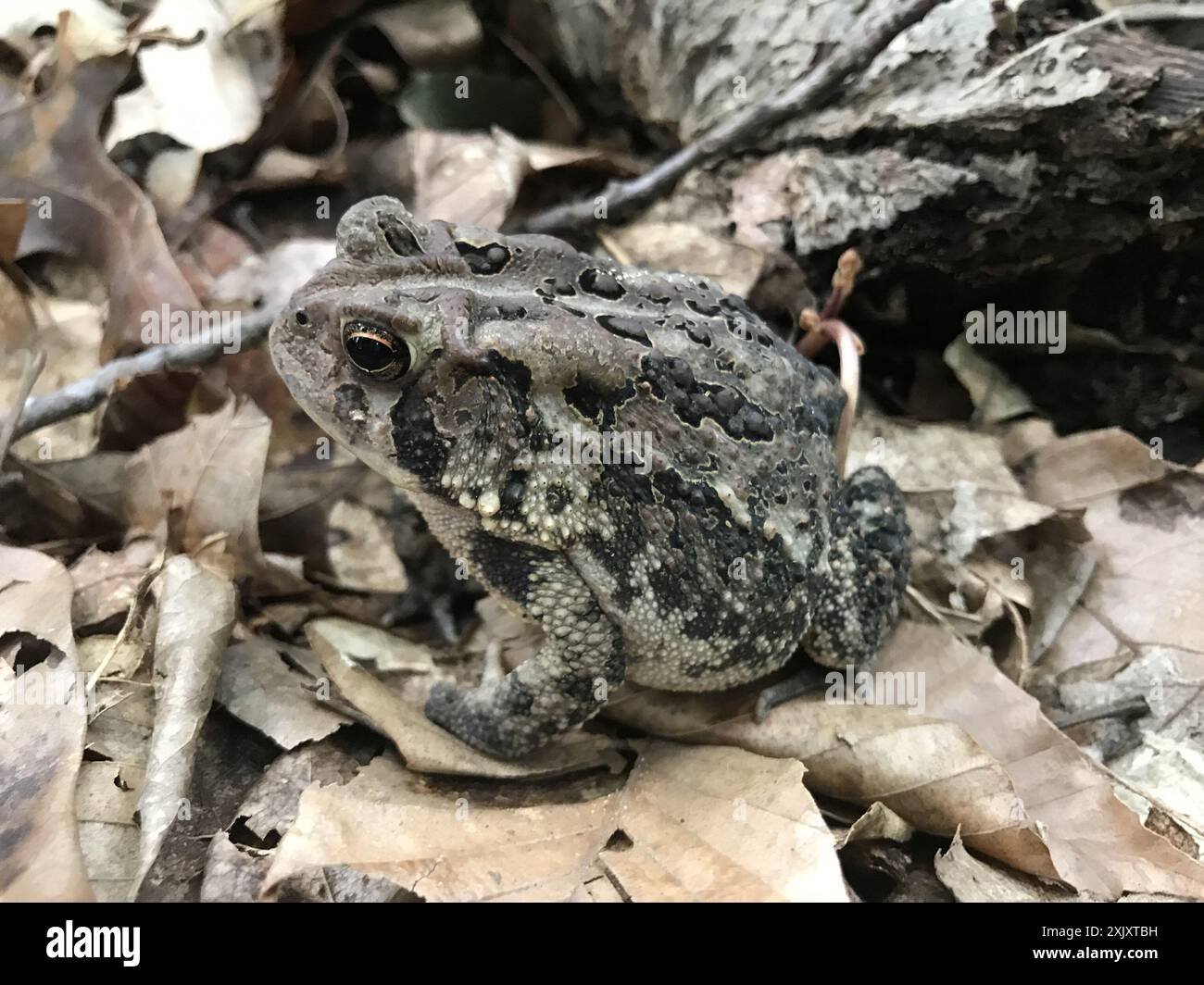 American Toad (Anaxyrus americanus) Amphibia Stock Photo - Alamy