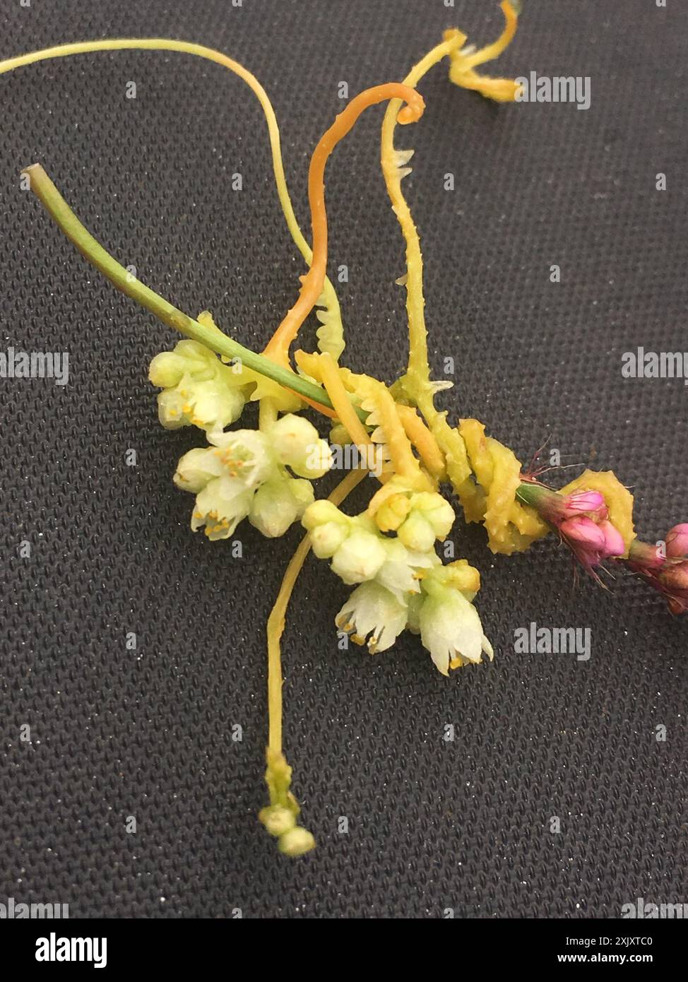 Five Angled Dodder (Cuscuta pentagona) Plantae Stock Photo - Alamy