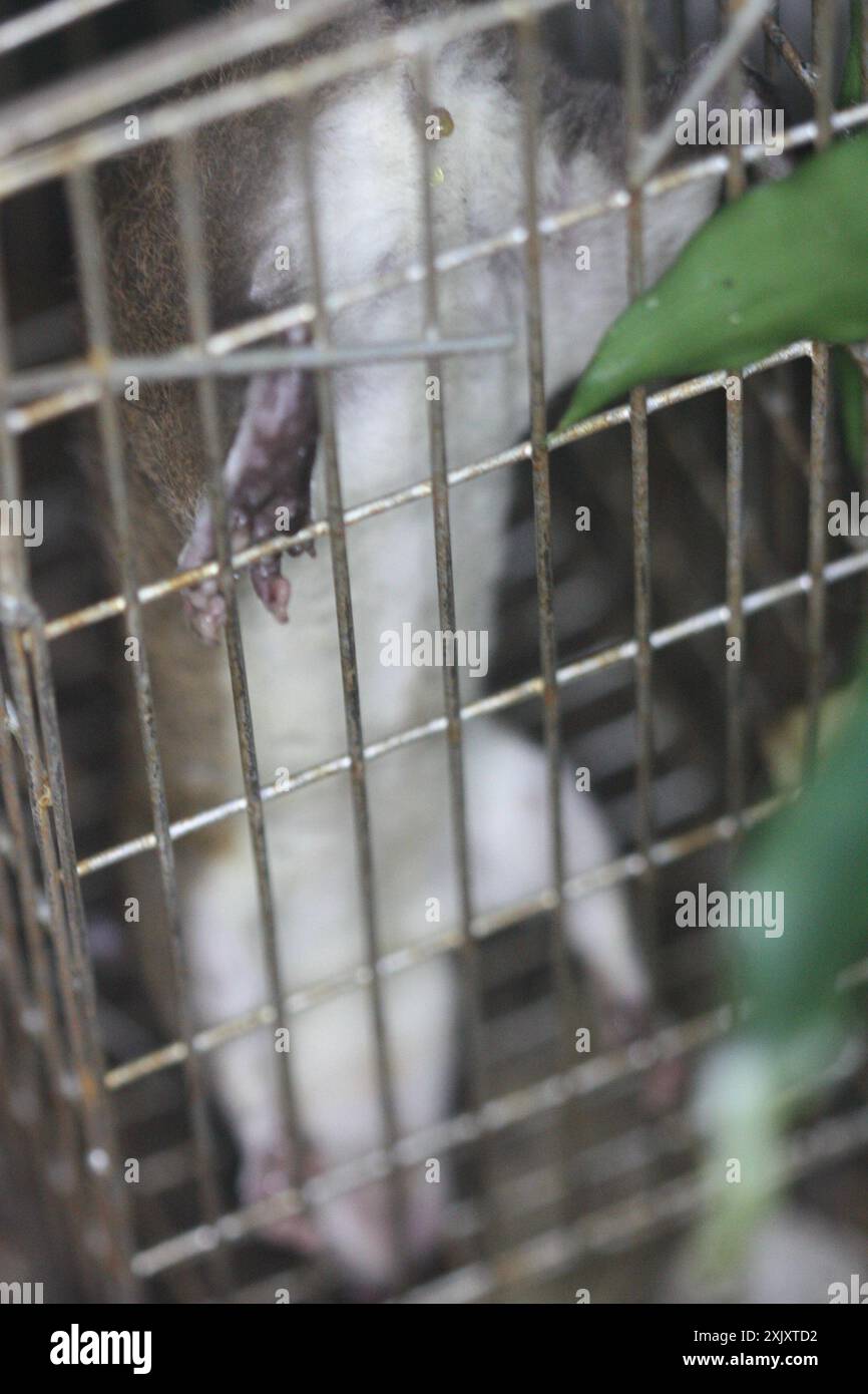 Indomalayan Long-tailed Giant Rat (Leopoldamys sabanus) Mammalia Stock ...