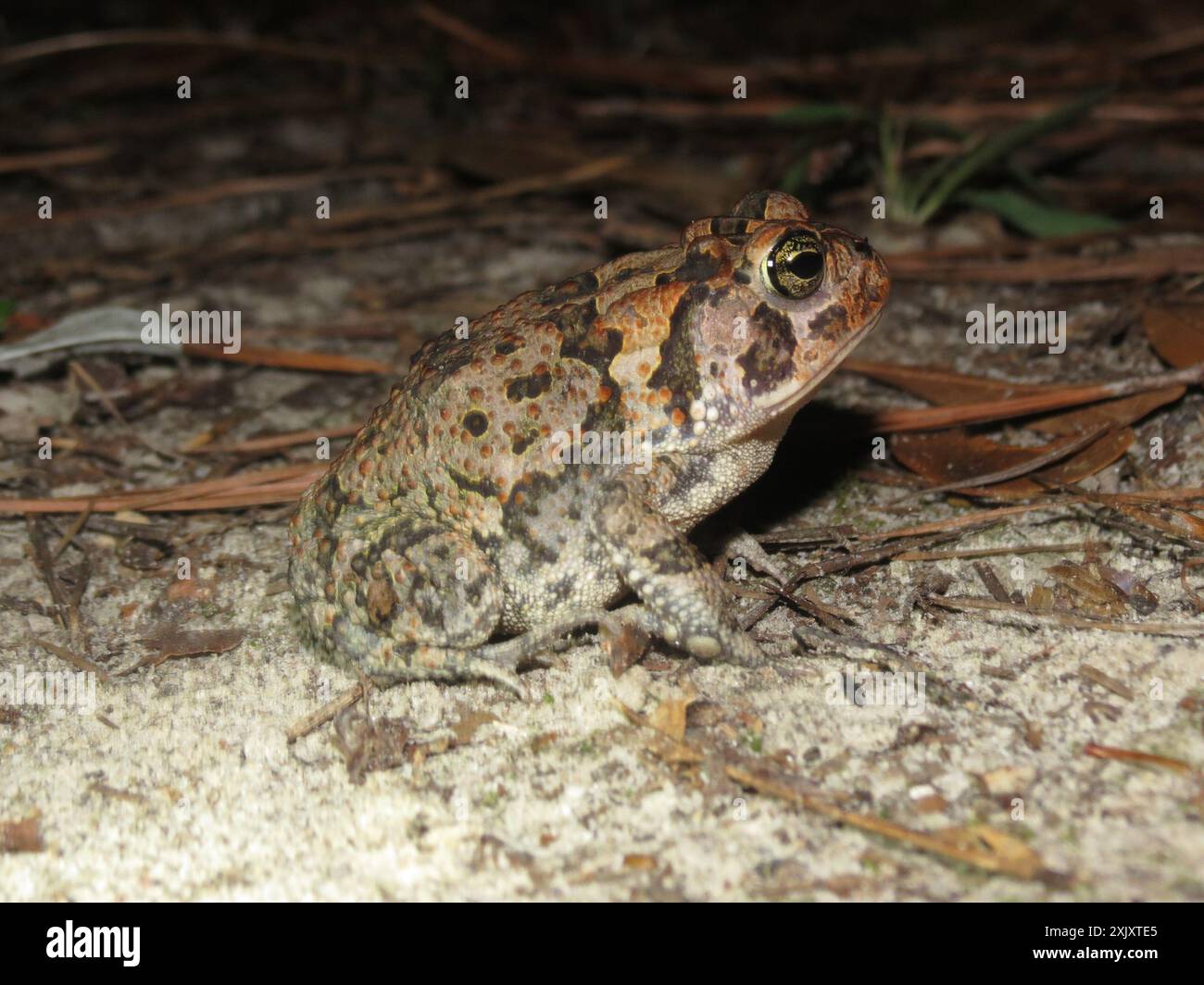 Southern Toad (Anaxyrus terrestris) Amphibia Stock Photo - Alamy