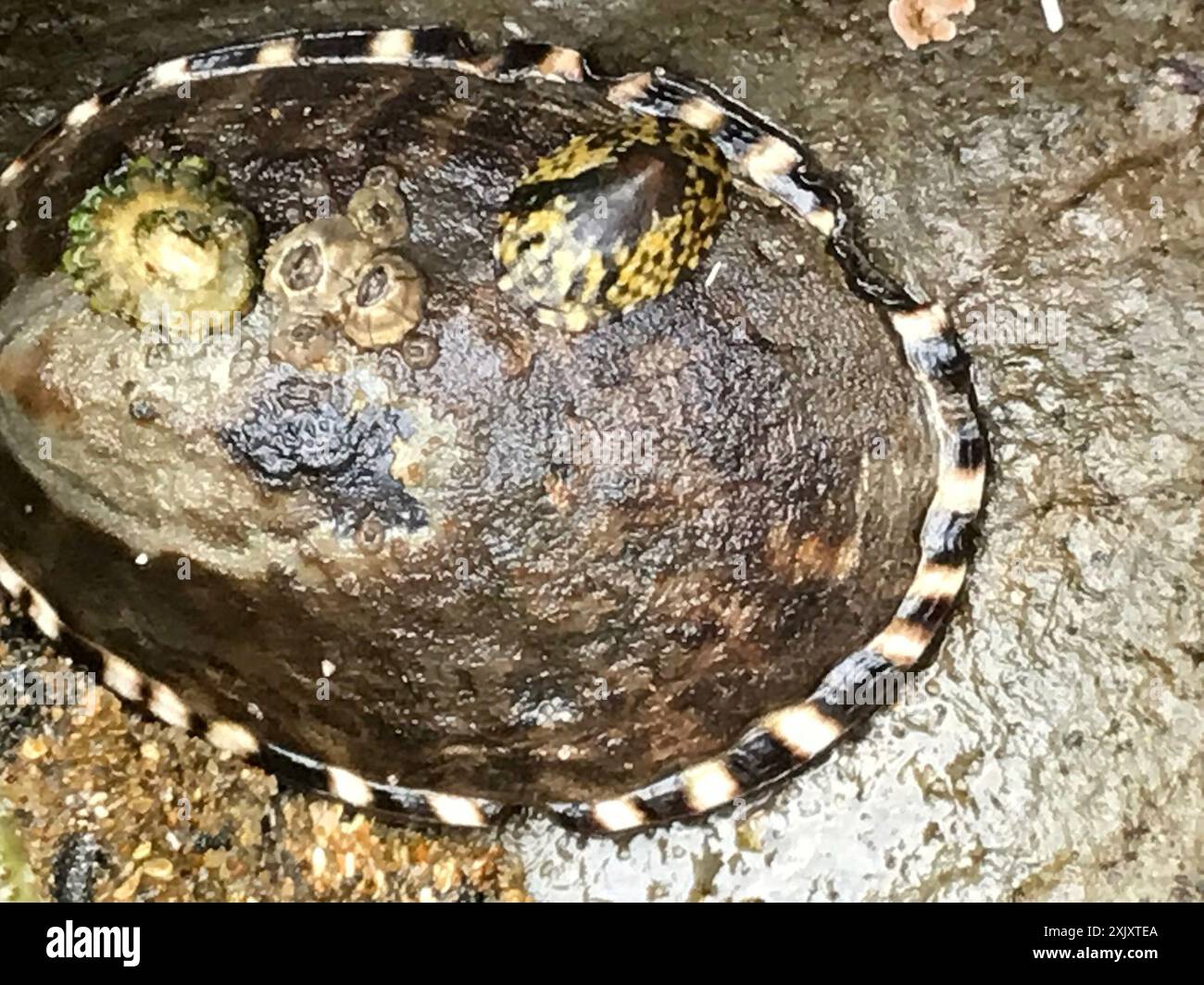 Owl Limpet (Lottia gigantea) Mollusca Stock Photo - Alamy