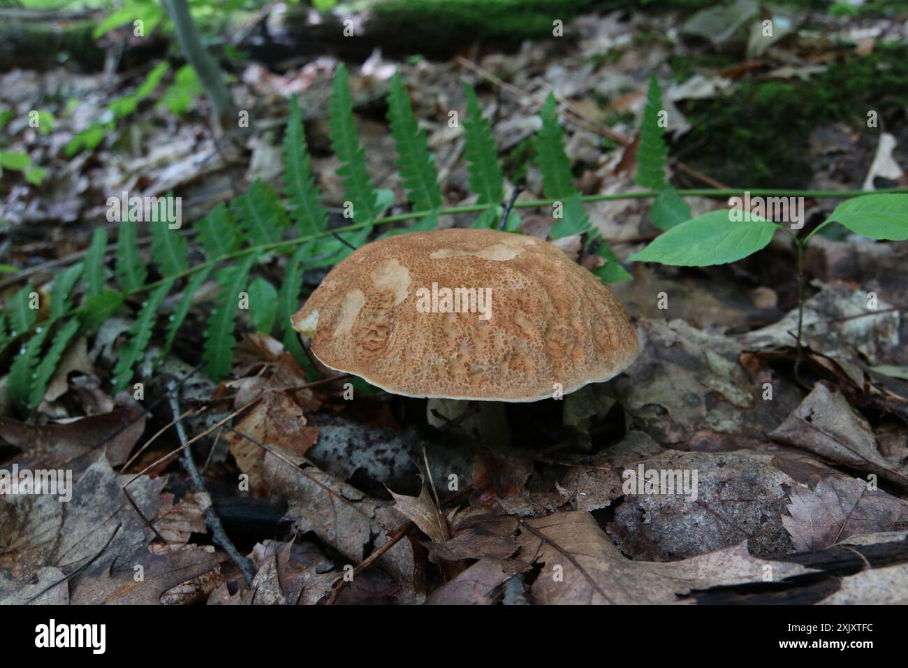 (Boletus variipes fagicola) Fungi Stock Photo - Alamy