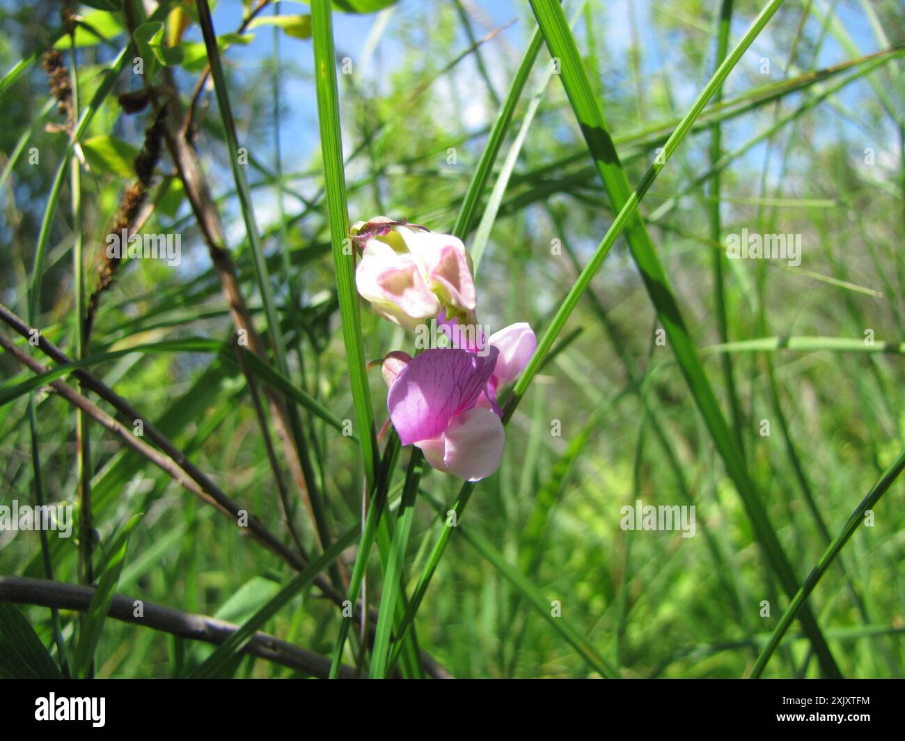 marsh pea (Lathyrus palustris) Plantae Stock Photo - Alamy