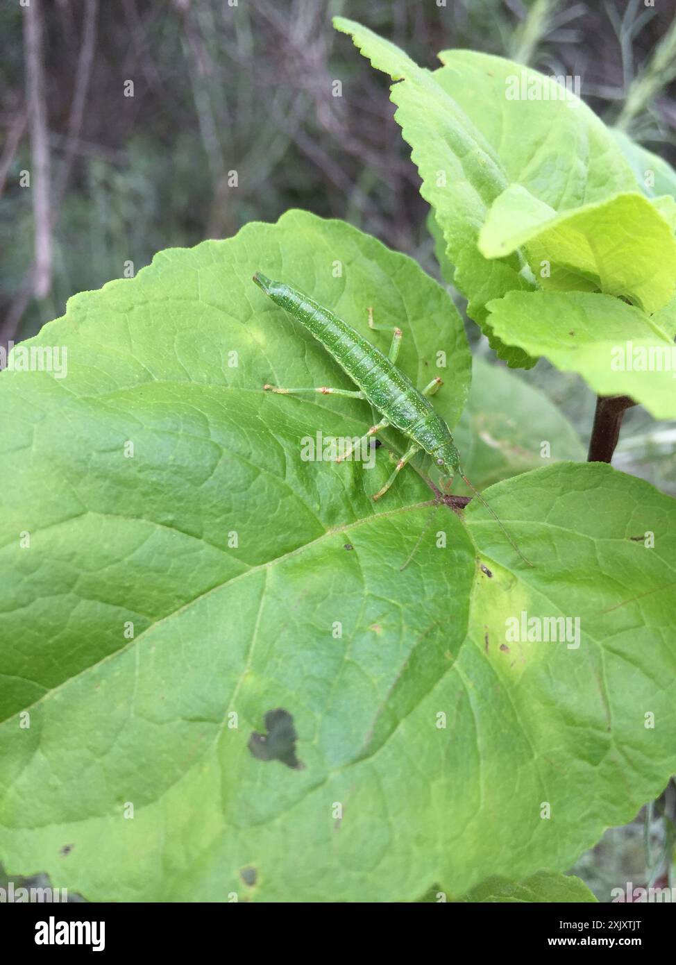 Santa Monica Mountains Timema (Timema monikense) Insecta Stock Photo ...