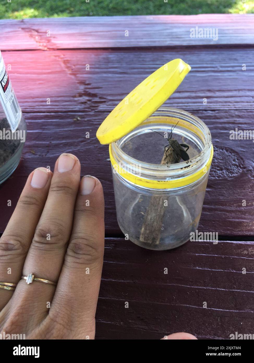 sweet potato bug (Physomerus grossipes) Insecta Stock Photo - Alamy