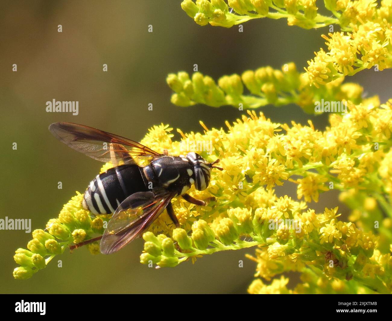 Bald faced hornet fly hi-res stock photography and images - Alamy