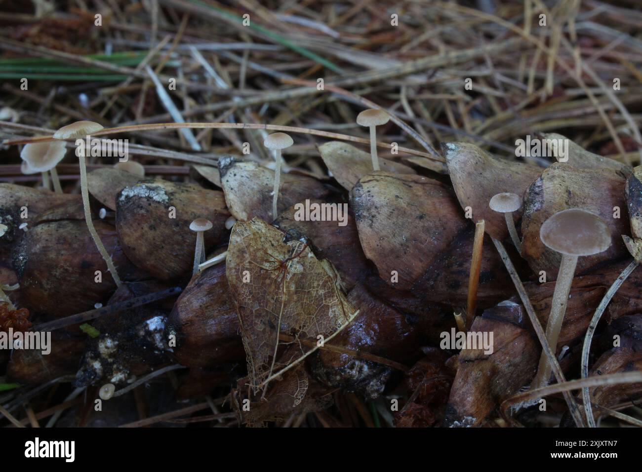 Conifercone cap hi-res stock photography and images - Alamy