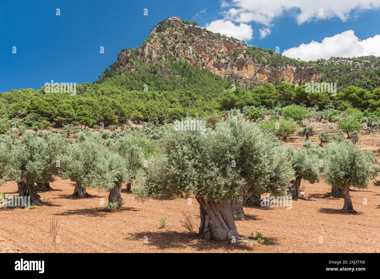 Olive tree serra de tramuntana hi-res stock photography and images - Alamy