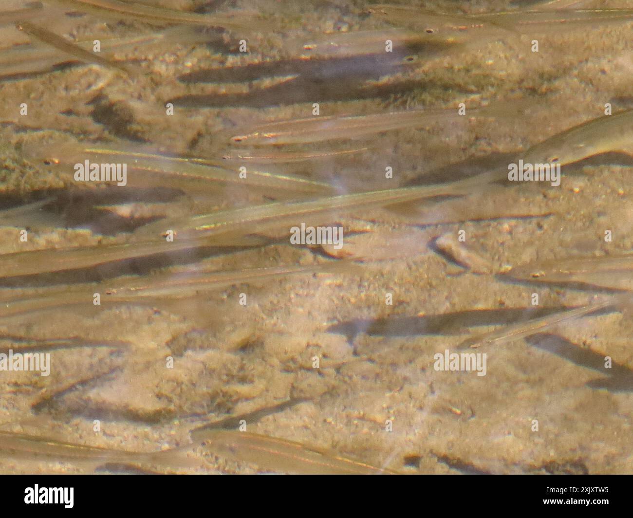 Common Shiner (Luxilus cornutus) Actinopterygii Stock Photo - Alamy
