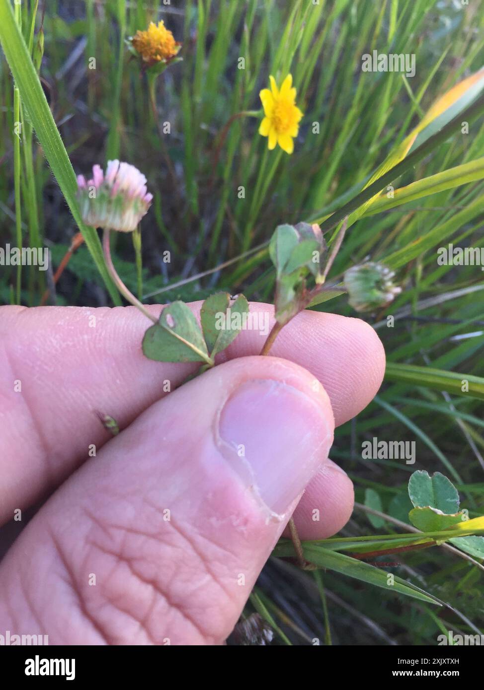 thimble clover (Trifolium microdon) Plantae Stock Photo - Alamy