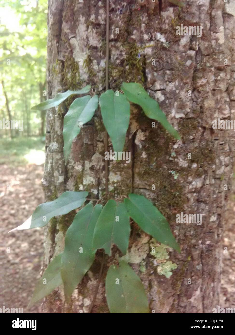 cross vine (Bignonia capreolata) Plantae Stock Photo - Alamy