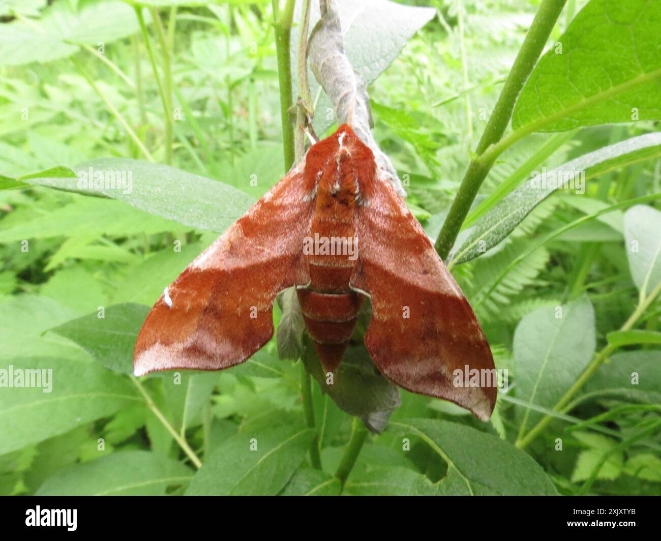 Azalea sphinx hi-res stock photography and images - Alamy