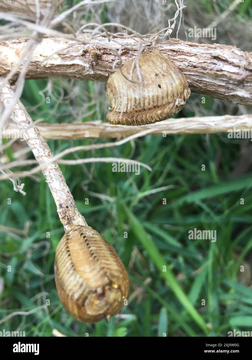 Giant Asian Mantis (Hierodula patellifera) Insecta Stock Photo - Alamy