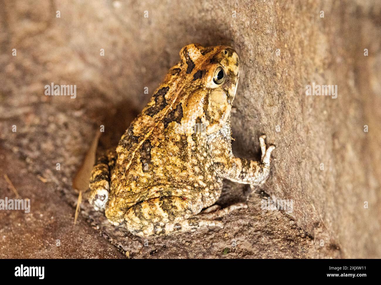 Tandy's Sand Frog is common in the the central drier regions of East ...