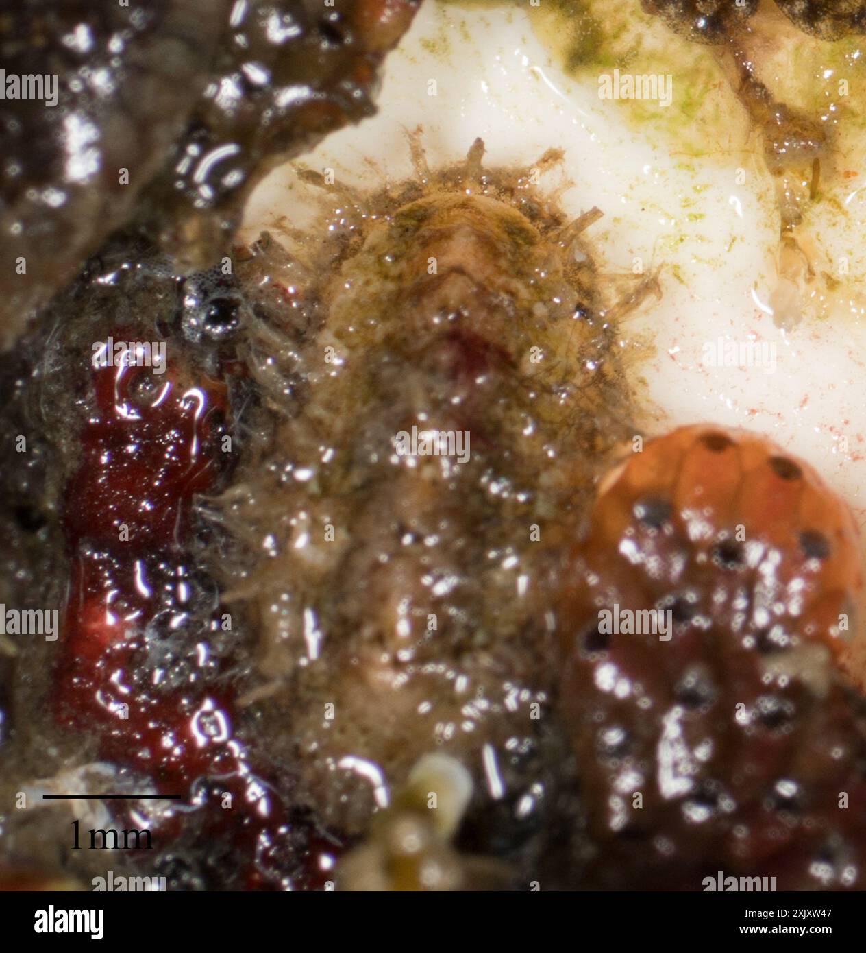 Cirrata hi-res stock photography and images - Alamy