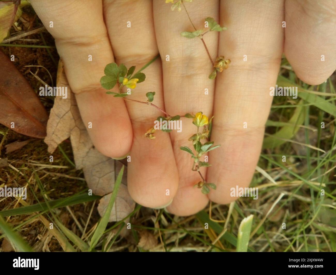 Lesser hop trefoil (Trifolium dubium) Plantae Stock Photo - Alamy