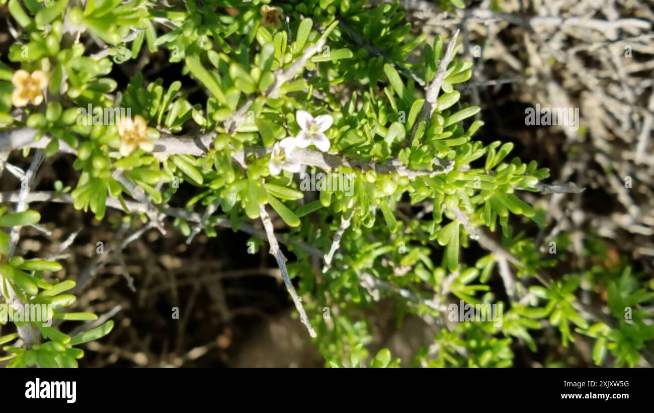 California boxthorn (Lycium californicum) Plantae Stock Photo - Alamy