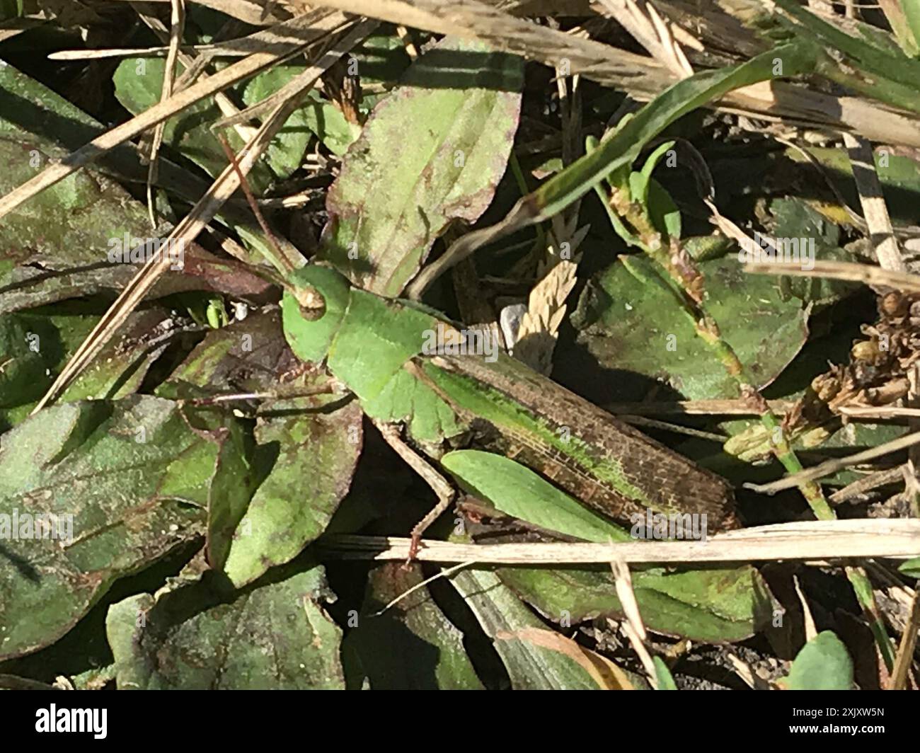 Green-striped Grasshopper (Chortophaga viridifasciata) Insecta Stock ...
