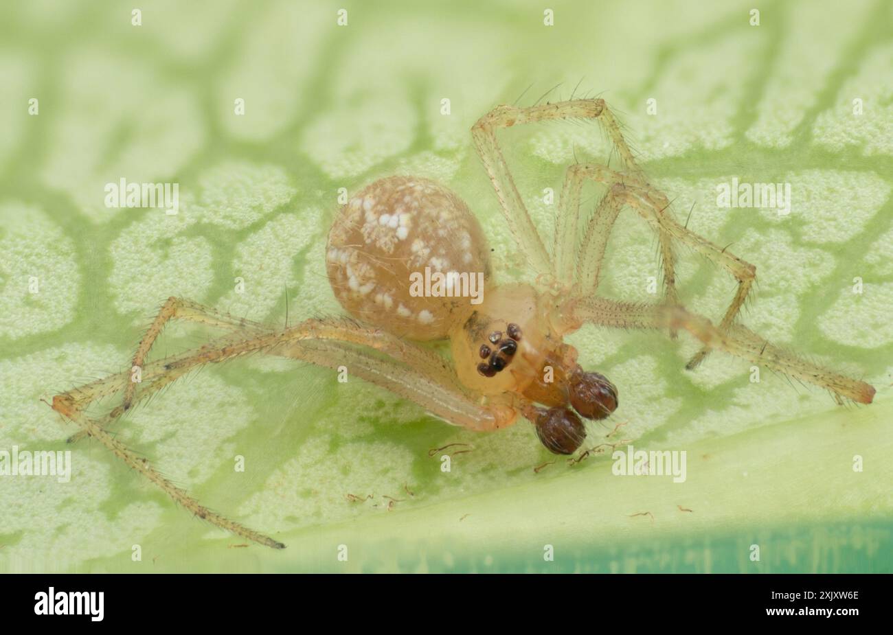 Comb-footed Spiders (Theridiidae) Arachnida Stock Photo - Alamy