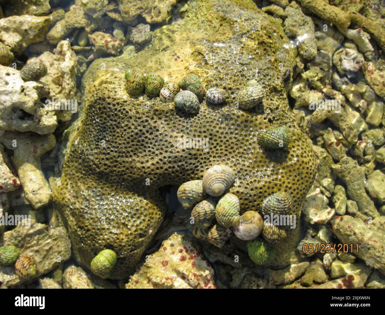 Nerite Snails (Neritidae) Mollusca Stock Photo - Alamy