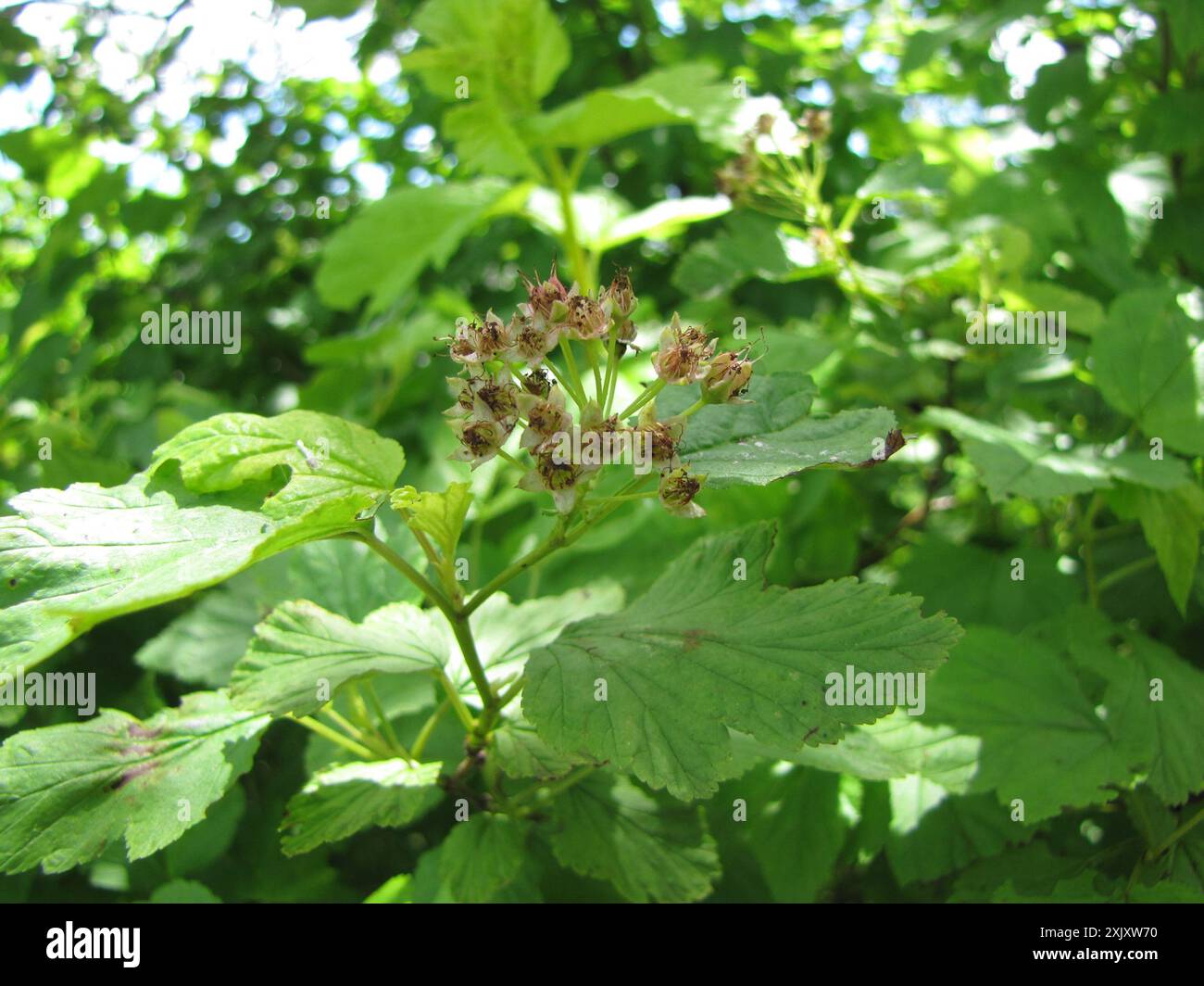 common ninebark (Physocarpus opulifolius) Plantae Stock Photo - Alamy