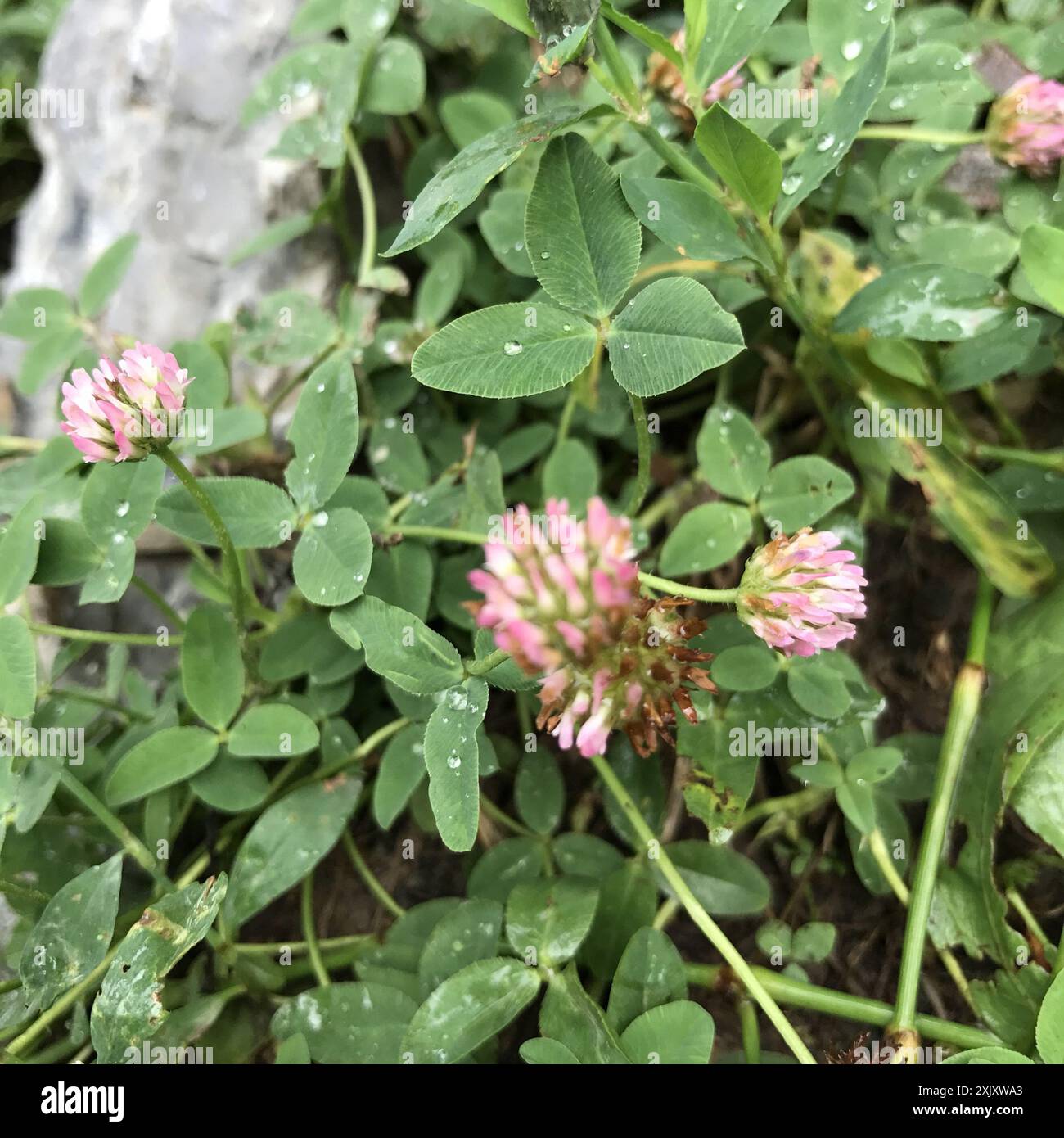 Strawberry clover (Trifolium fragiferum) Plantae Stock Photo - Alamy