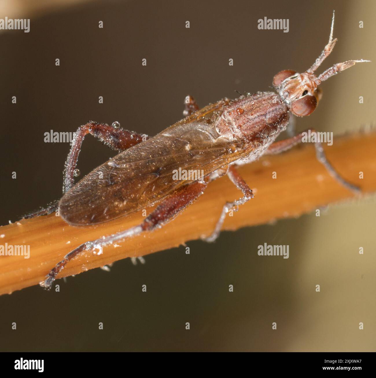 Snail-killing Flies (Sepedon) Insecta Stock Photo - Alamy