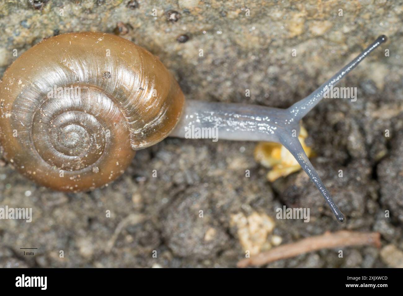 Typical Glass Snails (Oxychilus) Mollusca Stock Photo - Alamy