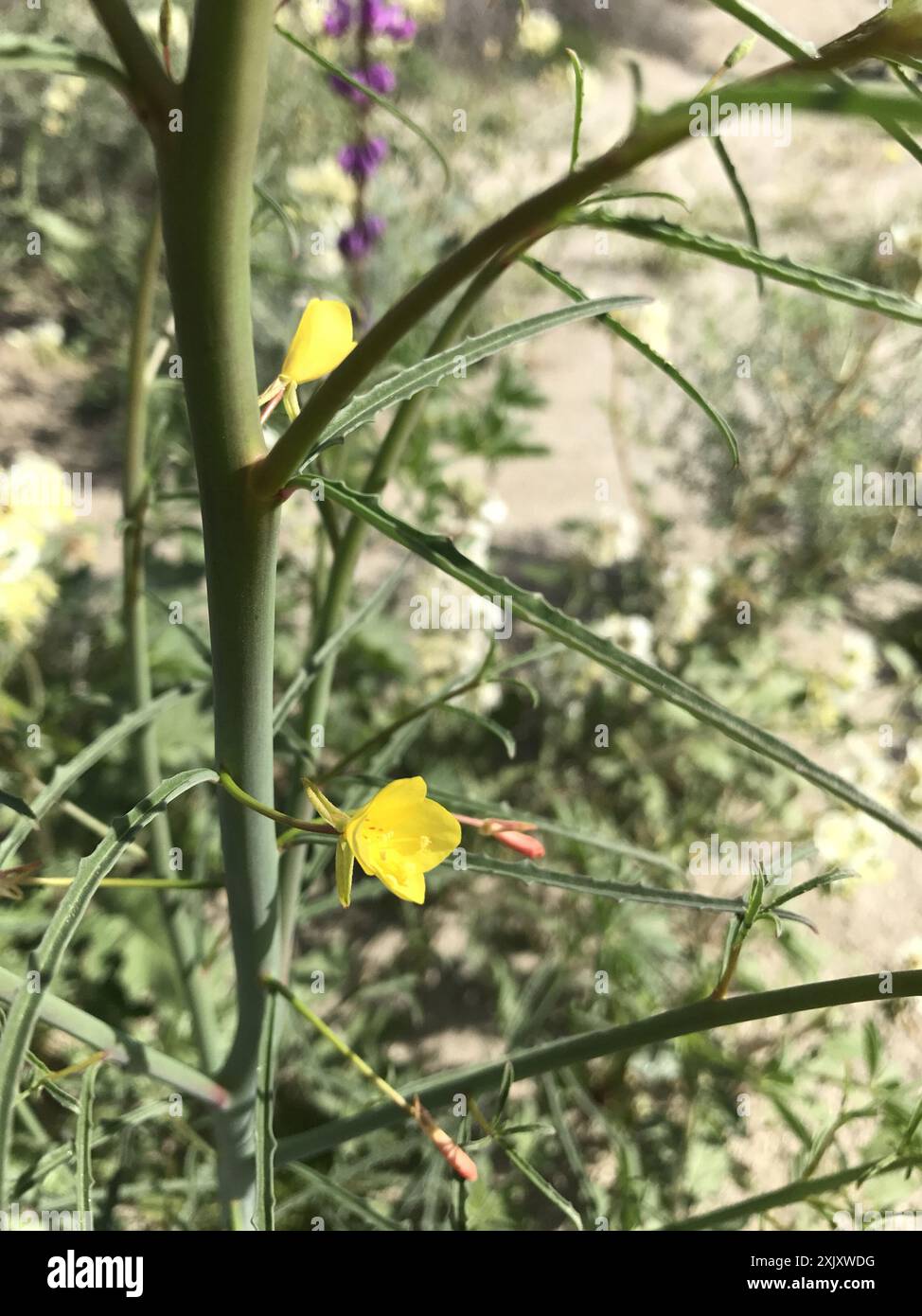 California primrose (Eulobus californicus) Plantae Stock Photo - Alamy