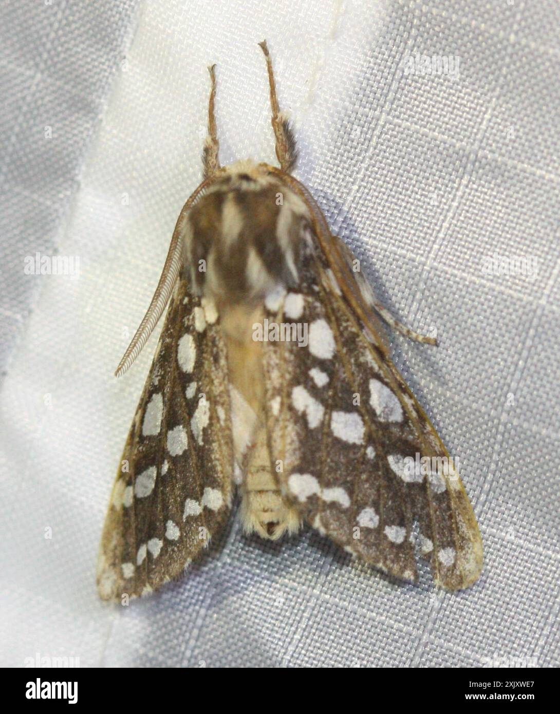 Silver-spotted Tiger Moth (Lophocampa argentata) Insecta Stock Photo ...