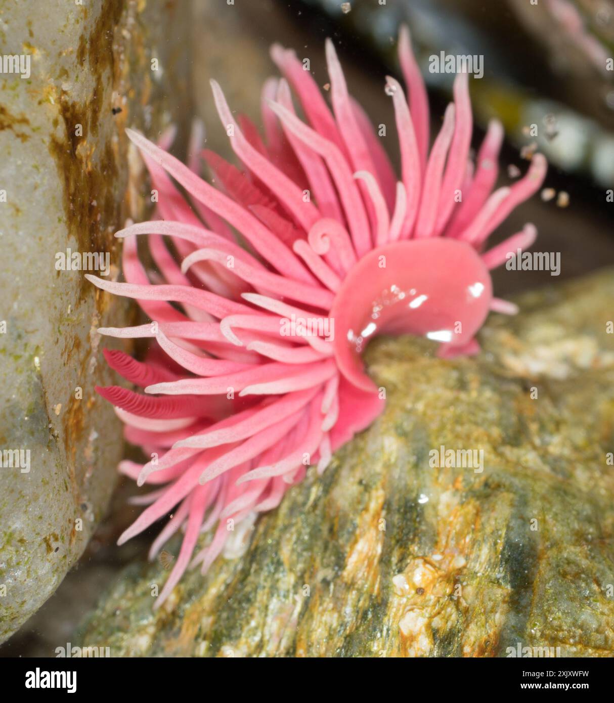 Hopkins' Rose Nudibranch (Ceratodoris rosacea) Mollusca Stock Photo - Alamy