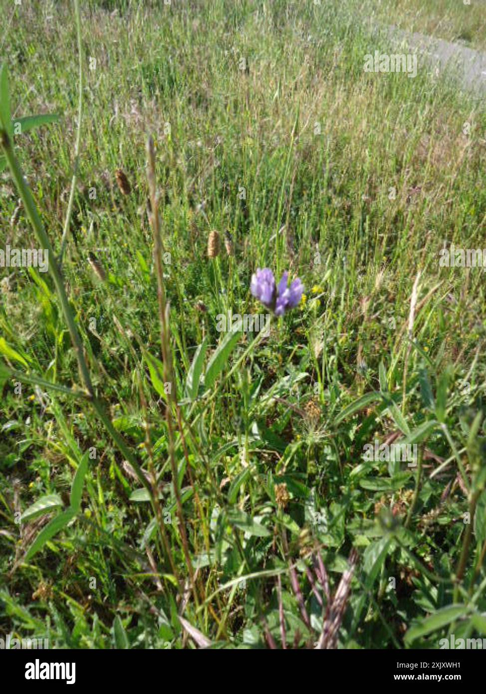 arabian pea (Bituminaria bituminosa) Plantae Stock Photo - Alamy