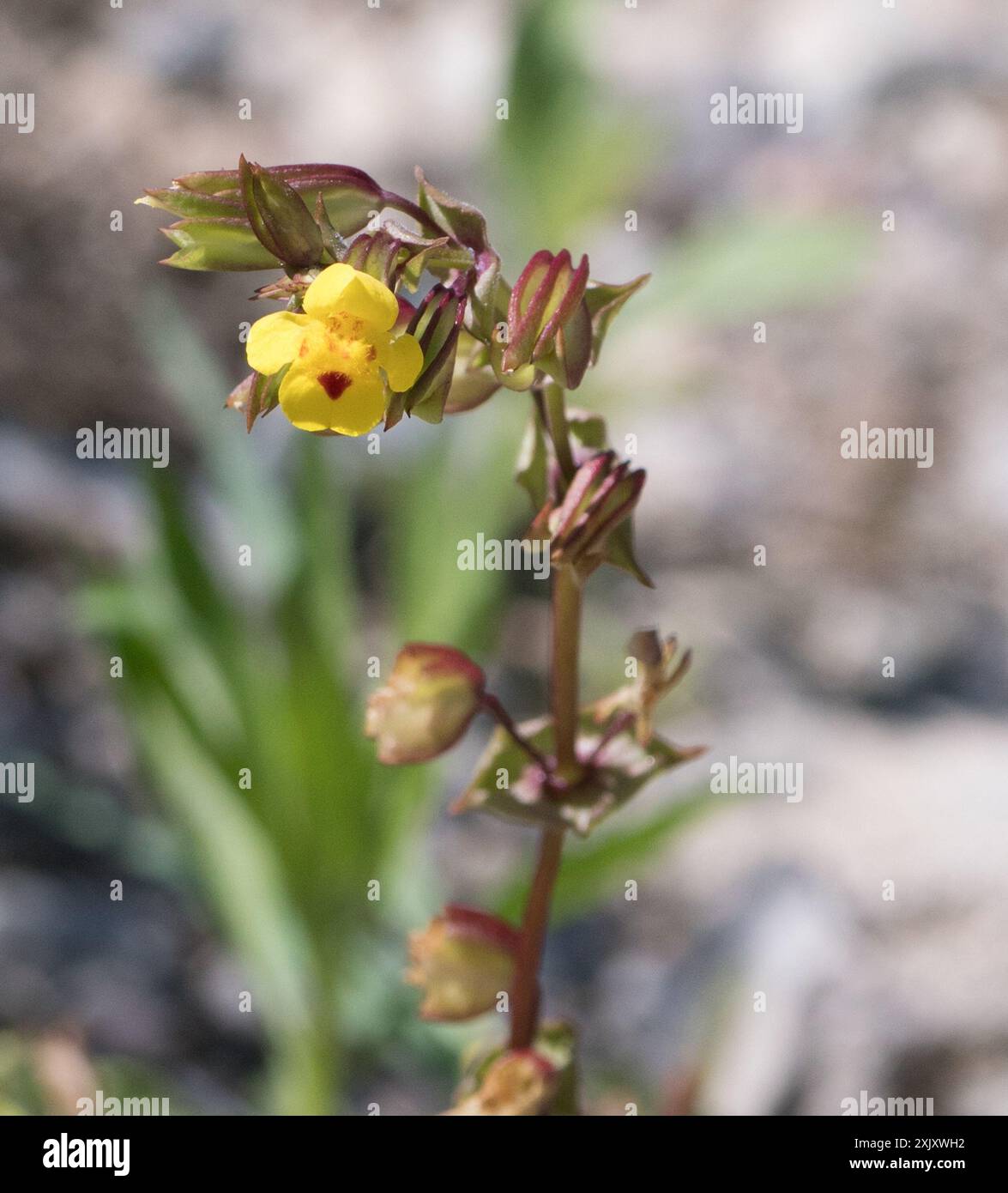 seep monkeyflowers (Simiolus) Plantae Stock Photo - Alamy