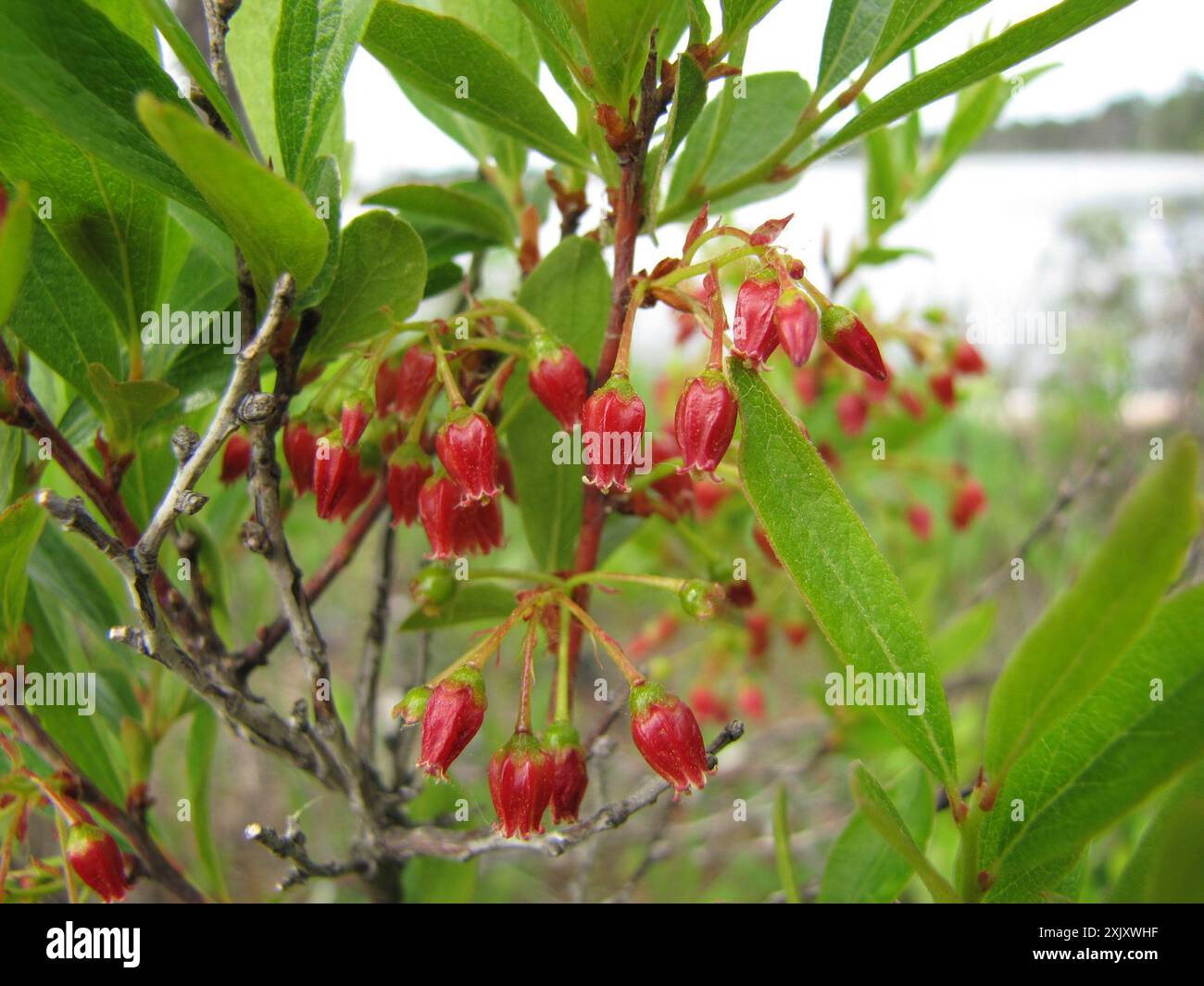 black huckleberry (Gaylussacia baccata) Plantae Stock Photo - Alamy