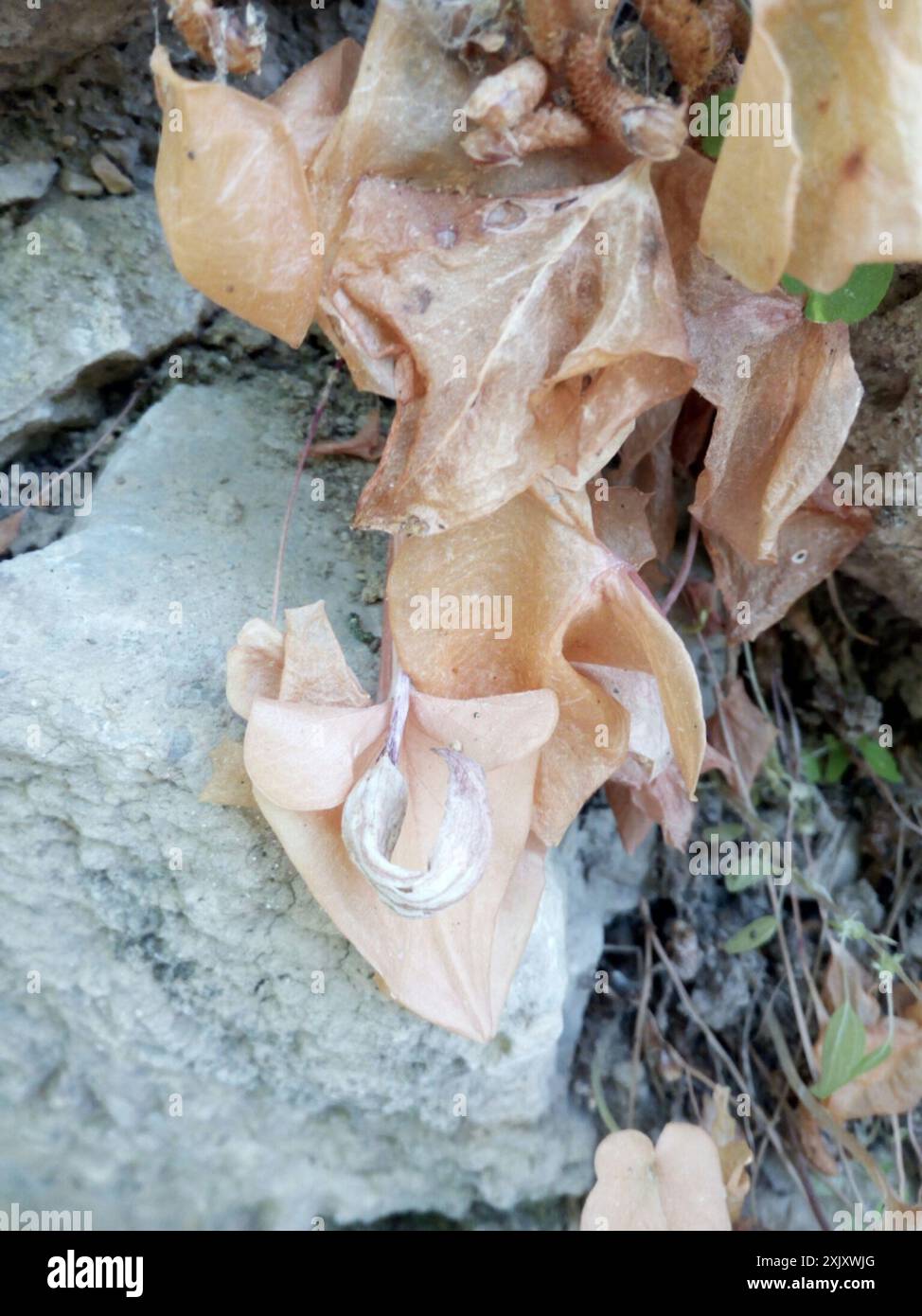 Friar's-cowl (Arisarum vulgare) Plantae Stock Photo - Alamy