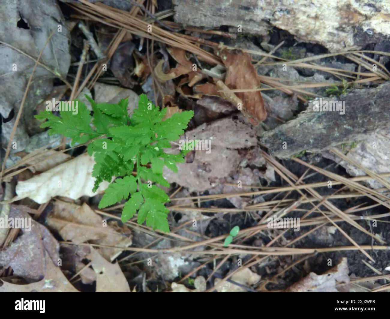 vascular plants (Tracheophyta) Plantae Stock Photo - Alamy