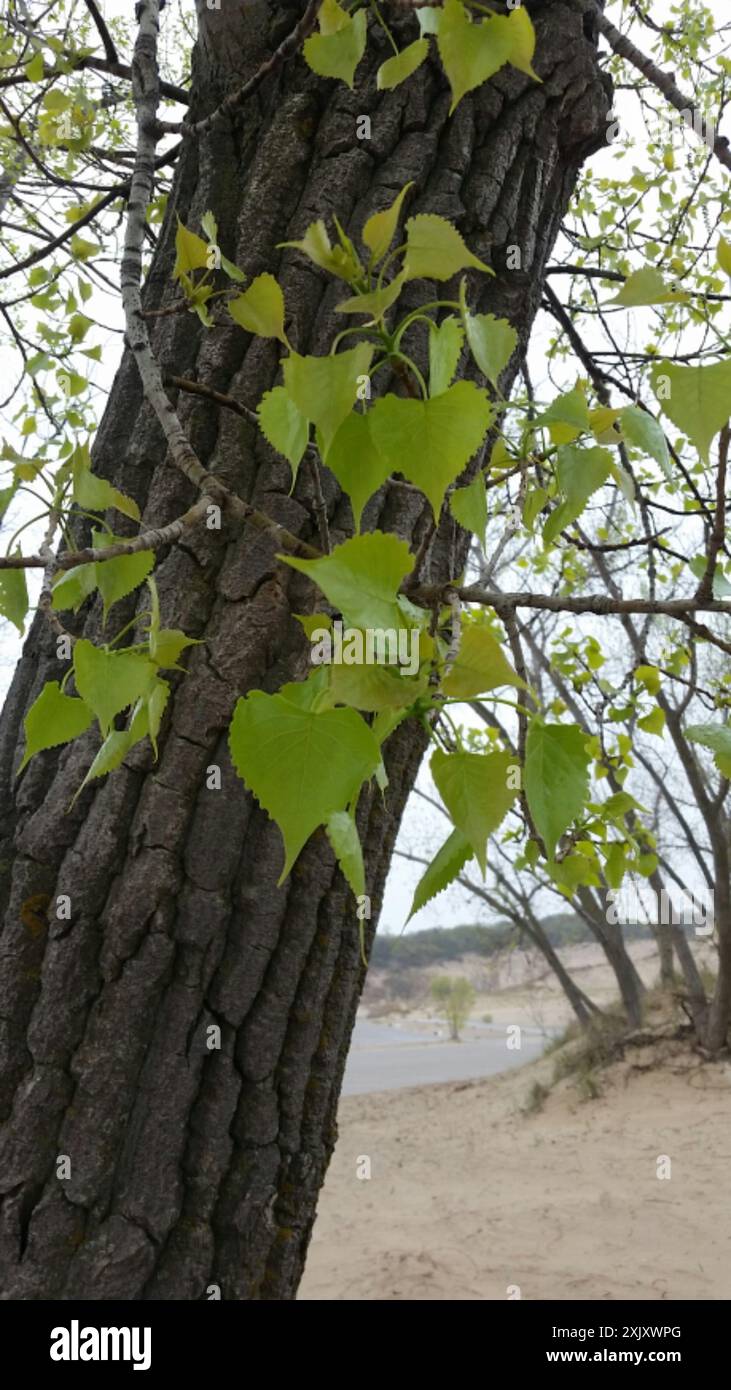 Eastern Cottonwood (Populus deltoides) Plantae Stock Photo - Alamy