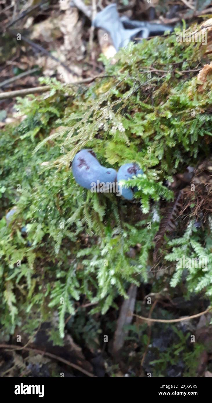 Blue Pouch Fungus (Clavogaster virescens) Fungi Stock Photo - Alamy