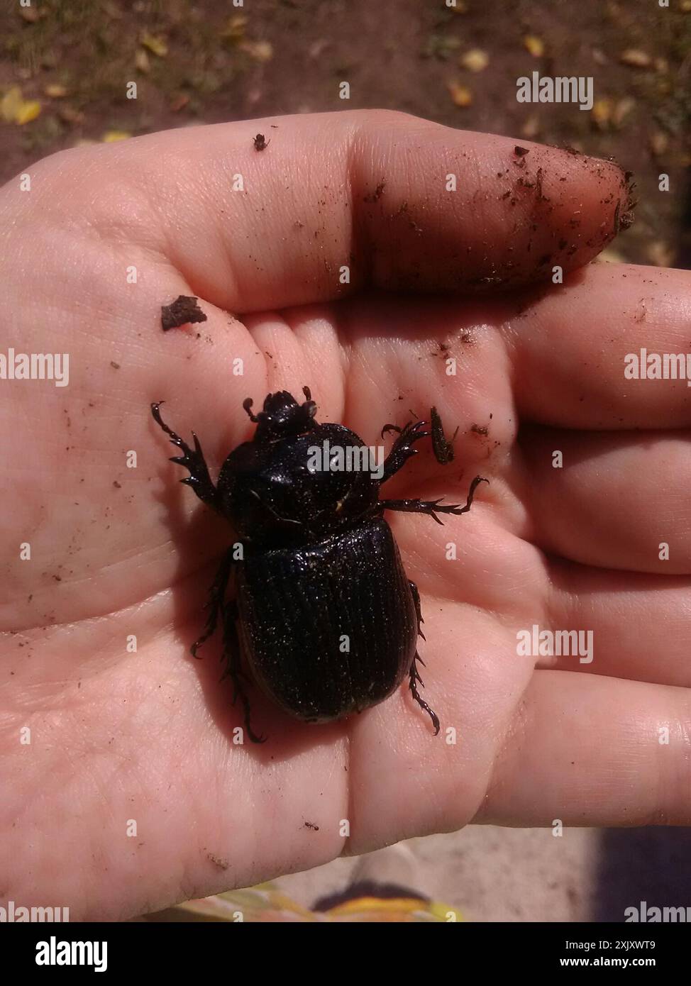 Triceratops Beetle (Phileurus truncatus) Insecta Stock Photo - Alamy