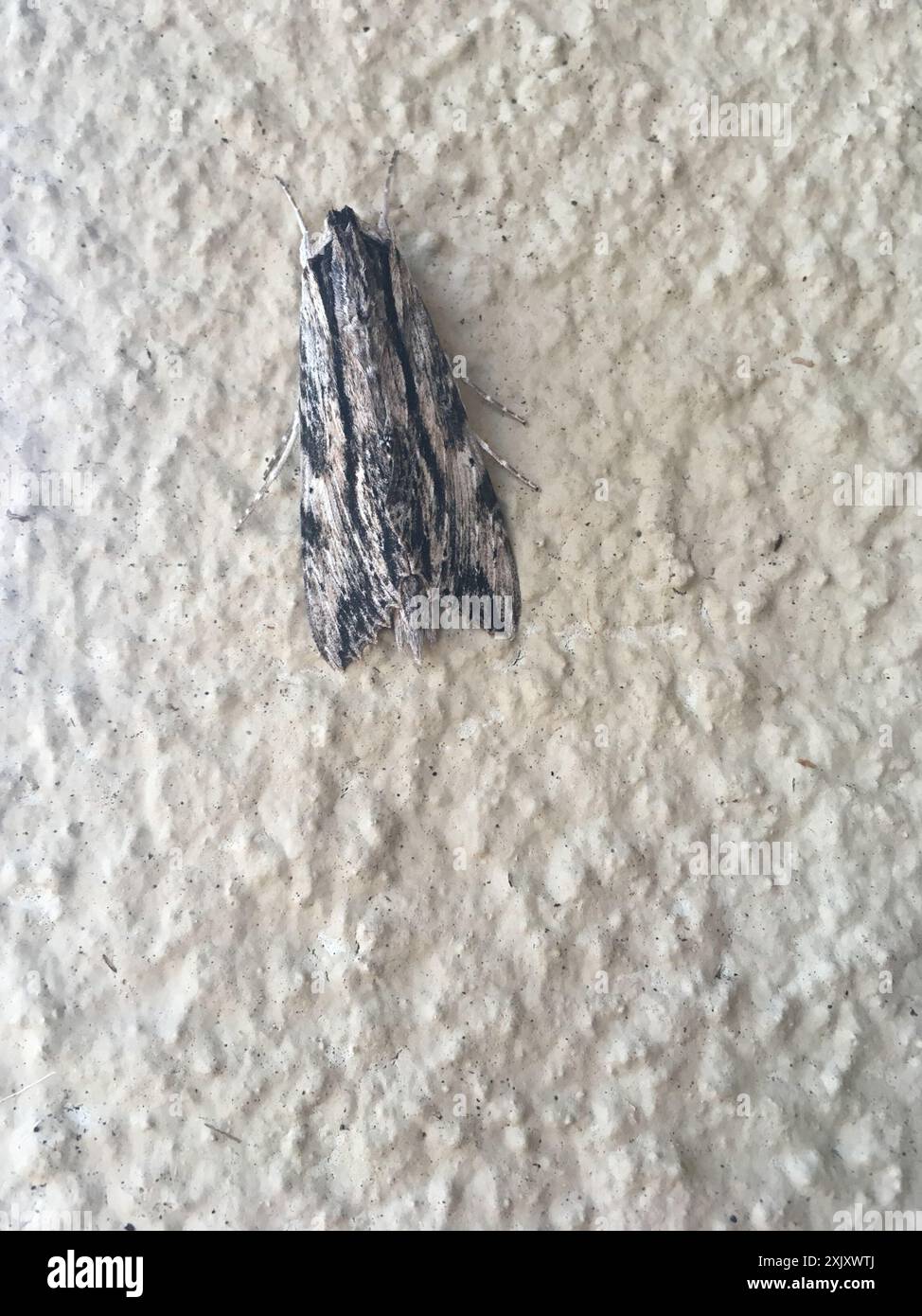 Erinnyis obscura hi-res stock photography and images - Alamy