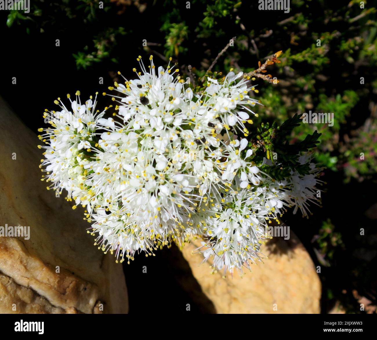 Cape Buchu (Agathosma capensis) Plantae Stock Photo - Alamy