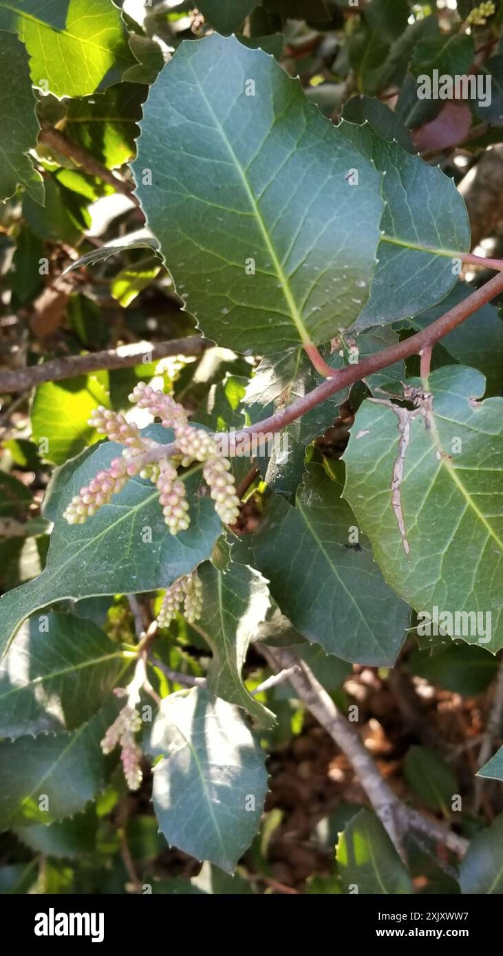 sugar bush × lemonade berry hybrid (Rhus integrifolia × ovata) Plantae ...