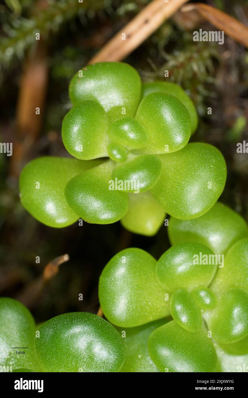 Oregon Stonecrop (Sedum oreganum) Plantae Stock Photo - Alamy