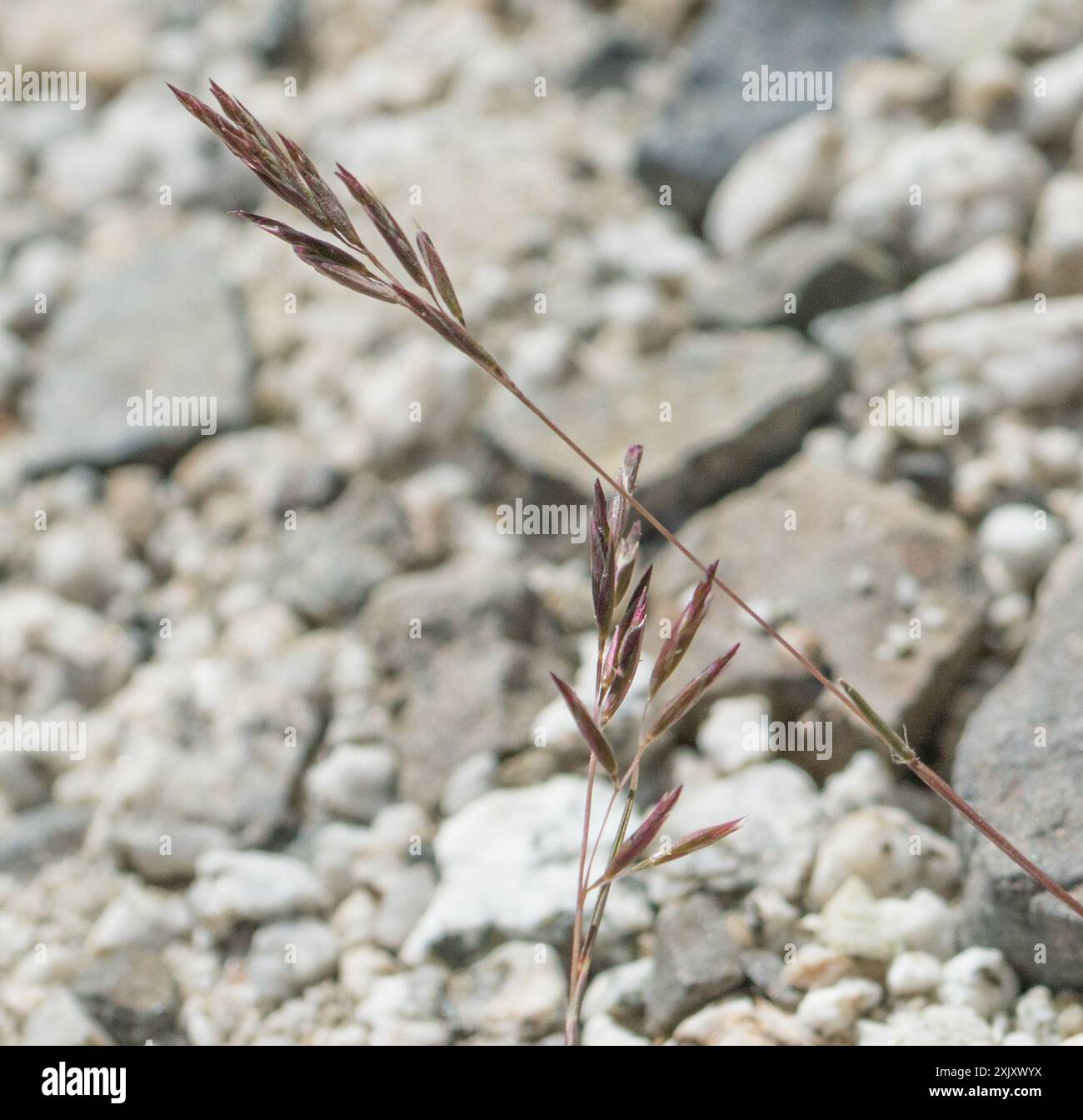 grasses (Poaceae) Plantae Stock Photo - Alamy
