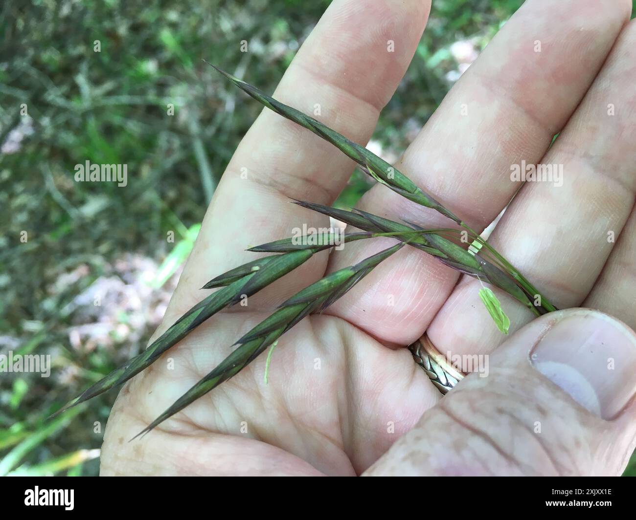 switch cane (Arundinaria tecta) Plantae Stock Photo - Alamy