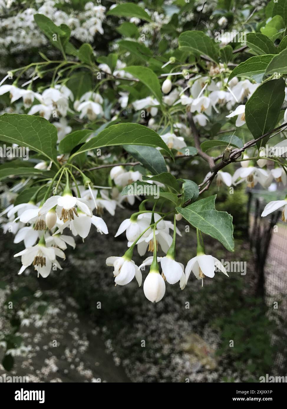 Japanese snowbell (Styrax japonicus) Plantae Stock Photo - Alamy