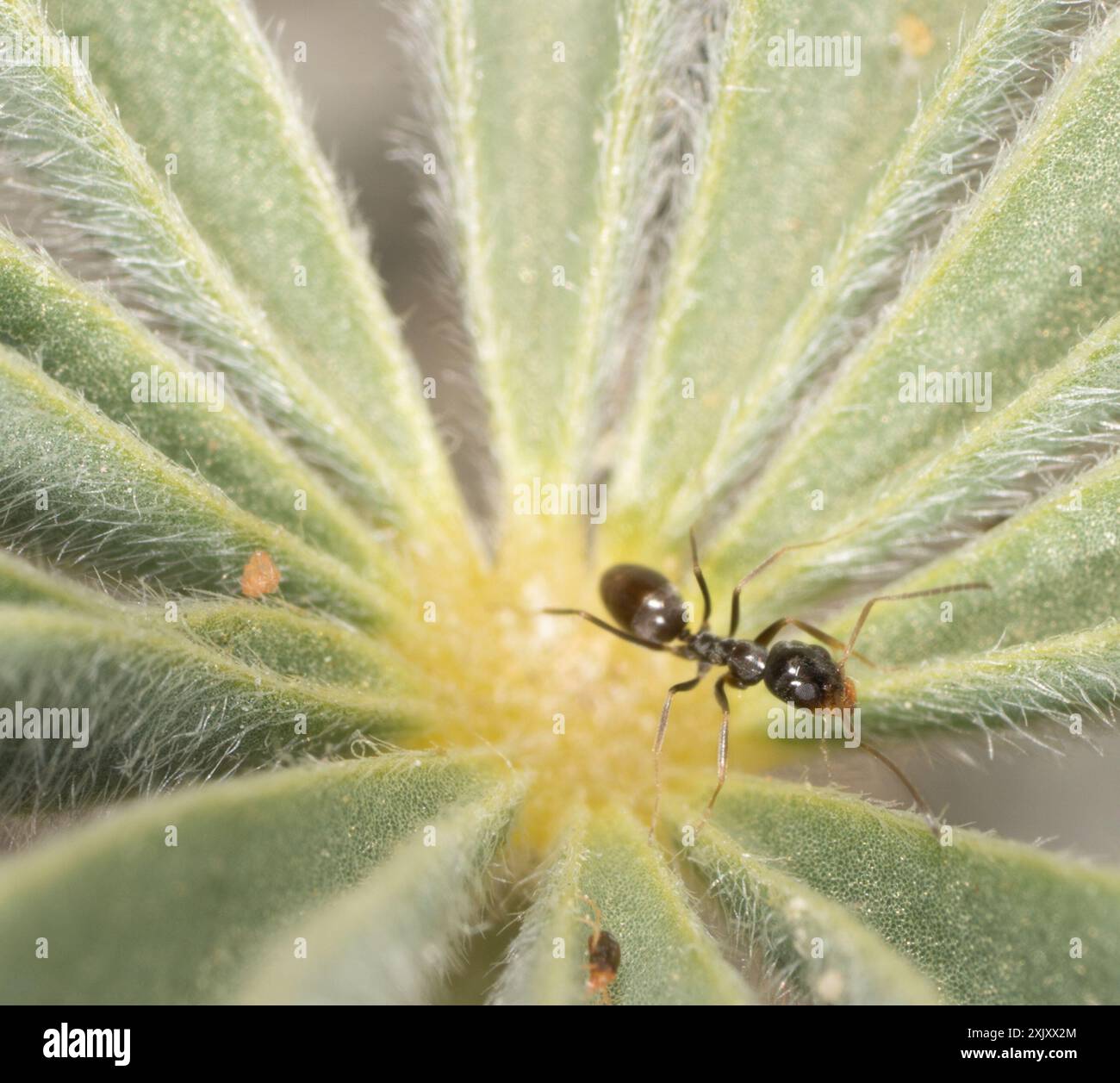 Pyramid Ants (Dorymyrmex) Insecta Stock Photo - Alamy