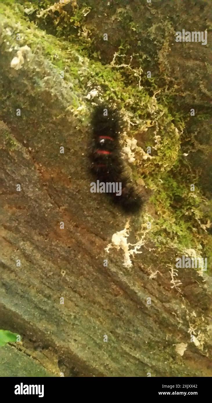 Giant Leopard Moth (Hypercompe scribonia) Insecta Stock Photo - Alamy