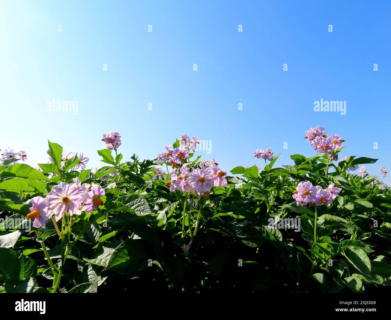 ...jetzt stehen die Kartoffelfelder in voller Bluete... Kartoffelbluete ...