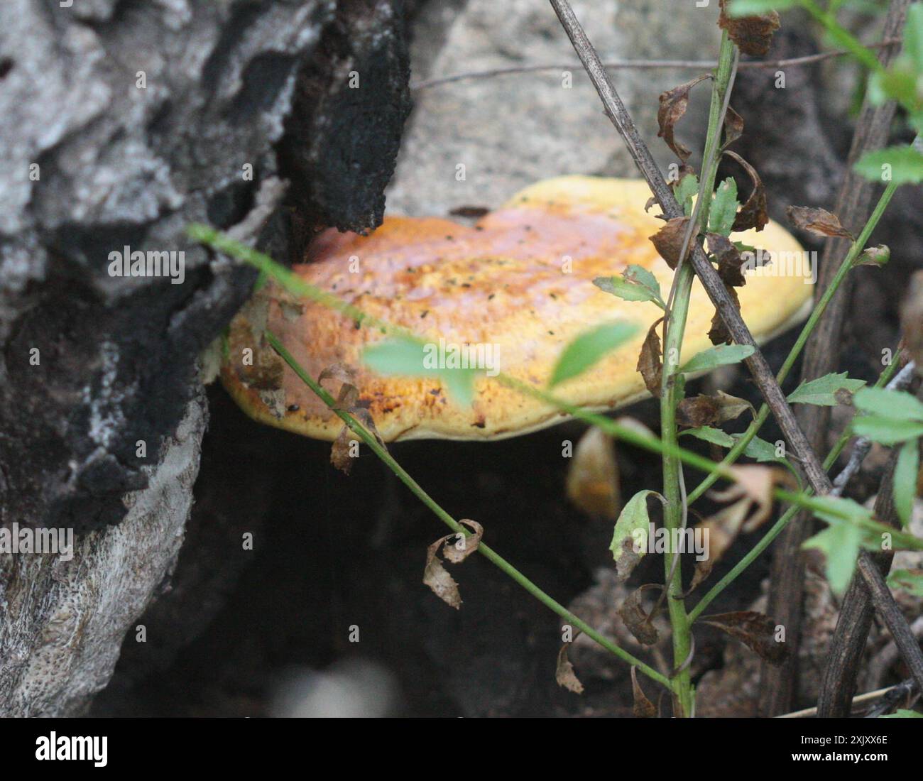golden reishi (Ganoderma curtisii) Fungi Stock Photo - Alamy